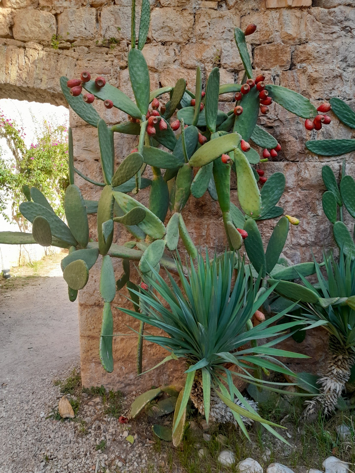 A Guide to Lokrum Island (& How to get there from Dubrovnik ...