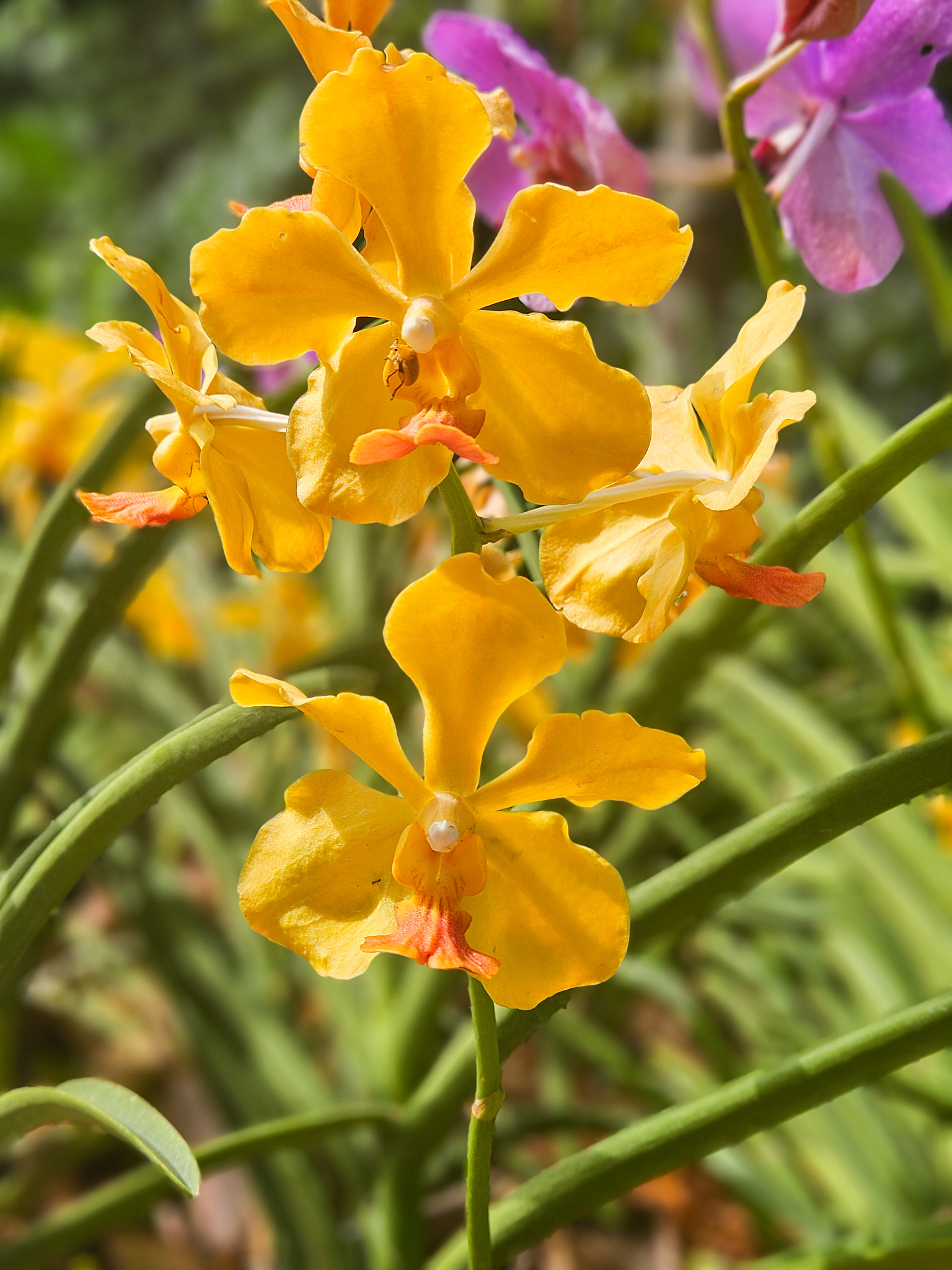 Exploring Perdana Botanical Gardens: A Tropical Paradise in Kuala ...