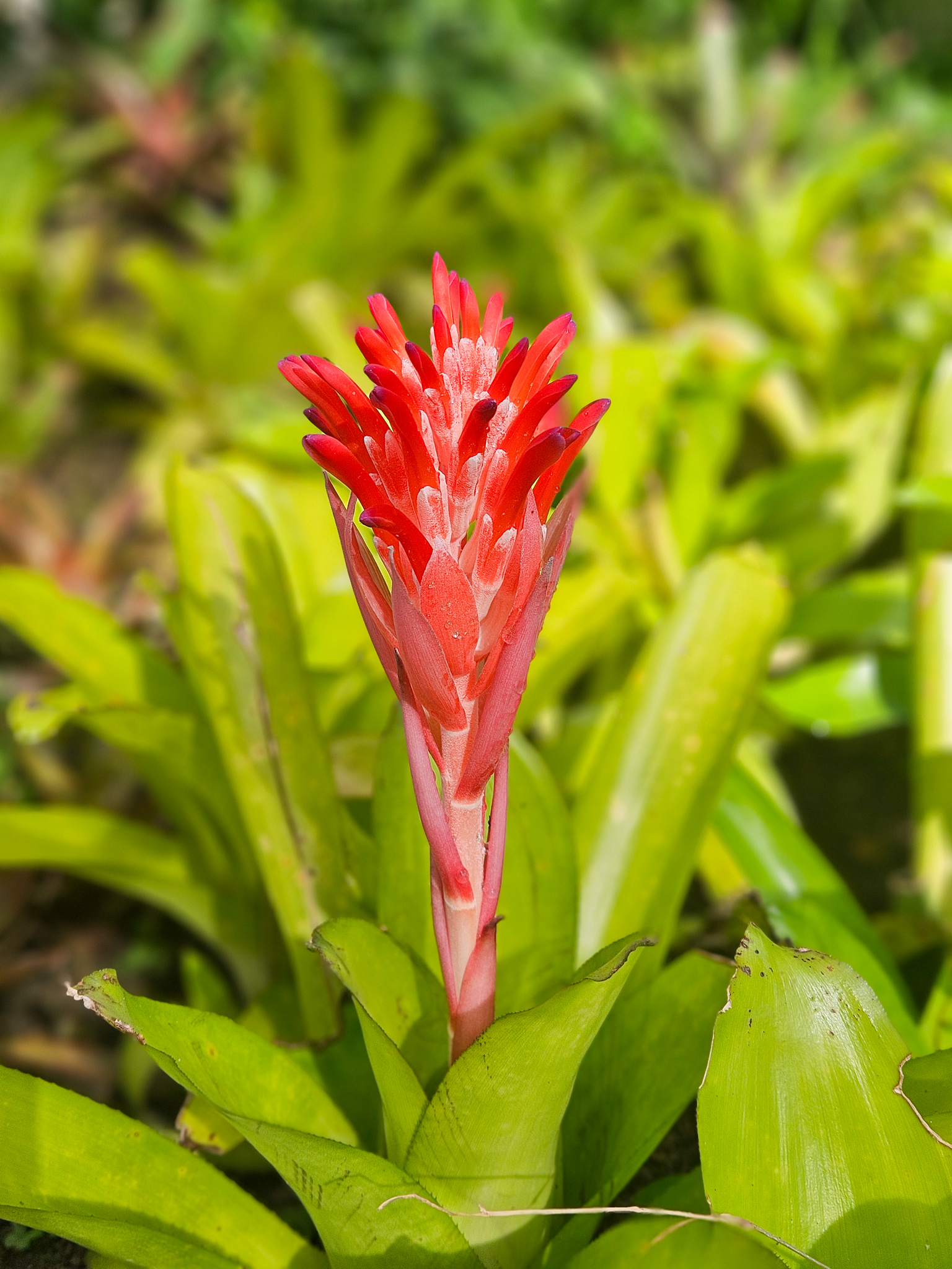 Exploring Perdana Botanical Gardens: A Tropical Paradise in Kuala ...